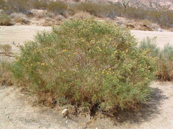 Lepidospartum squamatum, Scale Broom.