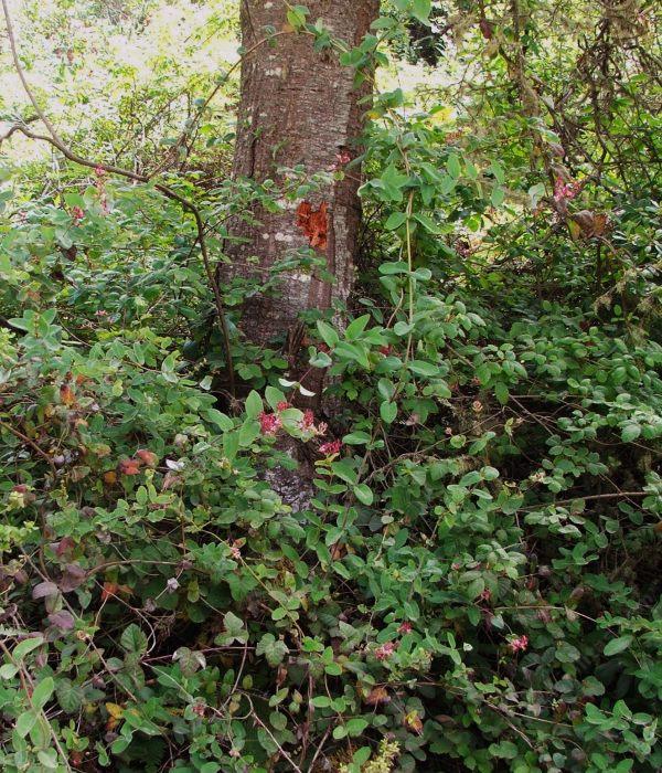 Lonicera hispidula, California Honeysuckle.