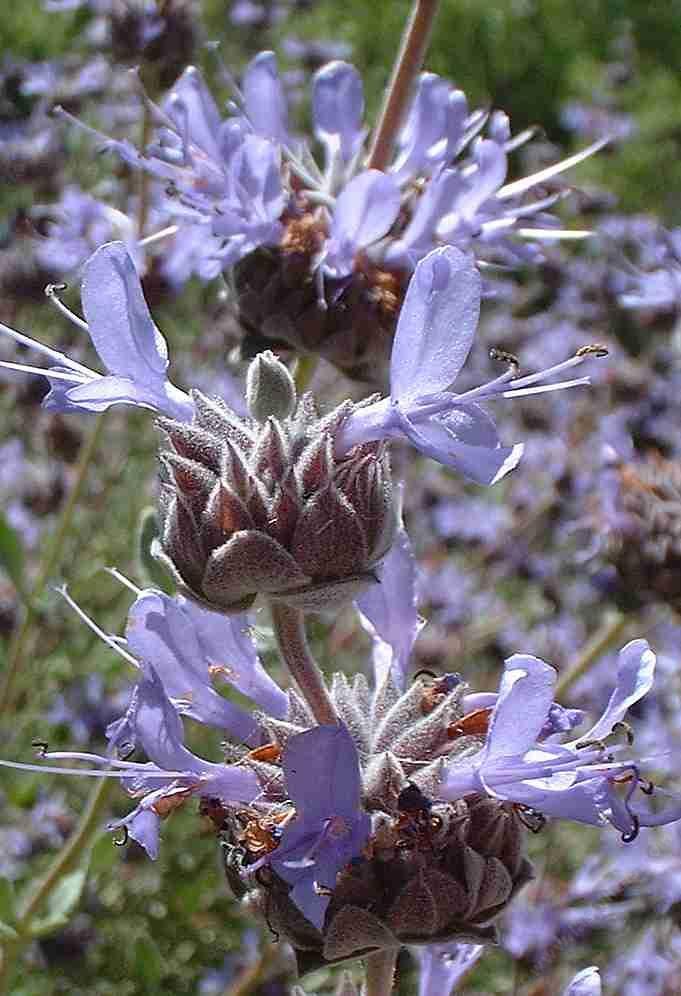 Salvia 'Pozo Blue', Grey Musk Sage.