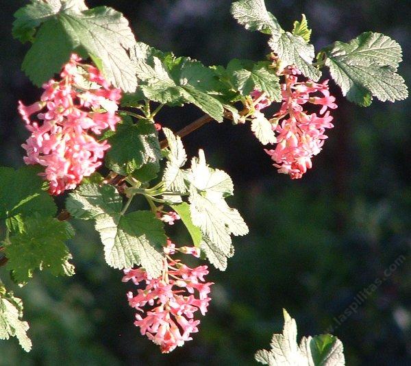 Ribes sanguineum var. glutinosum, Pink-Flowered Currant.