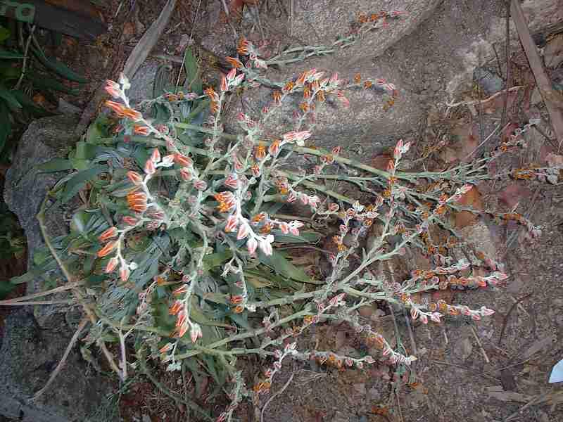 dudleya lanceolata