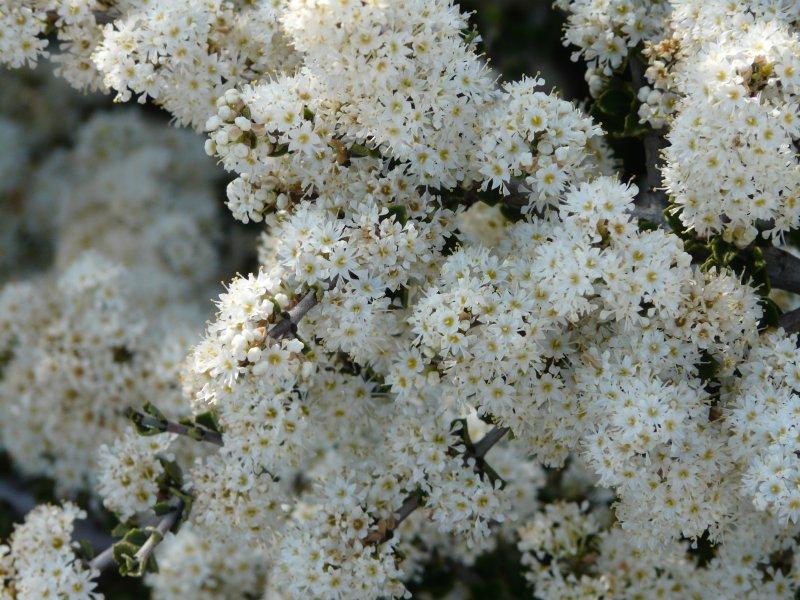 Ceanothus rigidus 'Snowball', White Monterey Lilac.