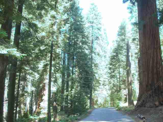 A guide to the plant communities of California.