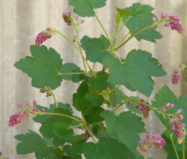 Ribes nevadense, Pink Sierra Currant.