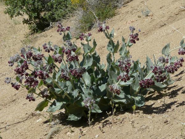 Asclepias californica, California Milkweed.