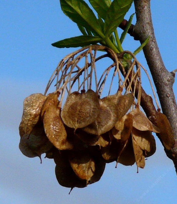 Ptelea crenulata, Western Hop tree.