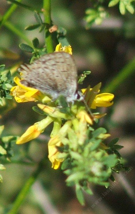 Lotus scoparius, Deerweed.