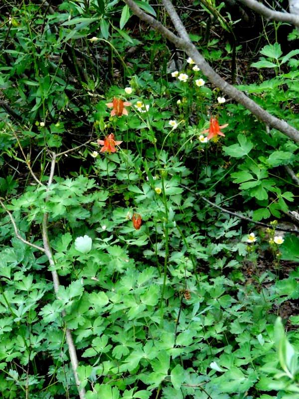 Aquilegia formosa, Western Columbine.