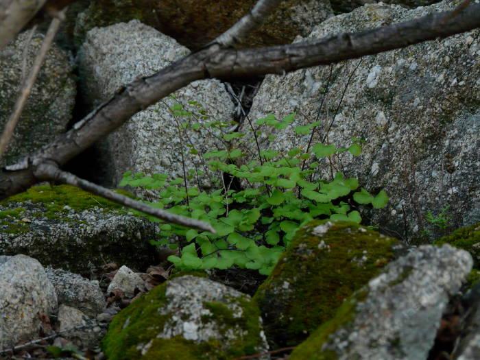 Adiantum jordanii, California Maiden-Hair Fern.