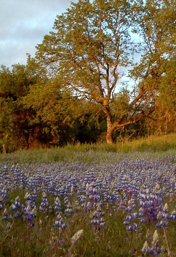 lupinus nanus native range