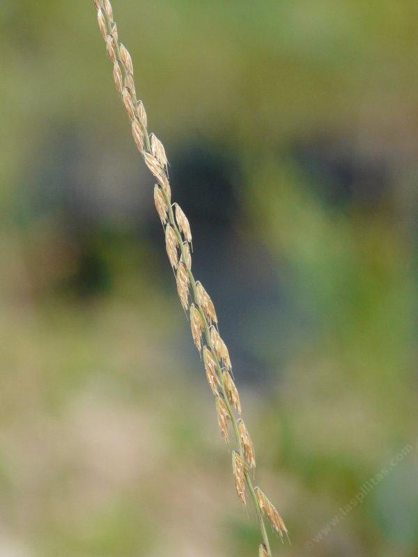 Bouteloua curtipendula, Side-Oats Grama.