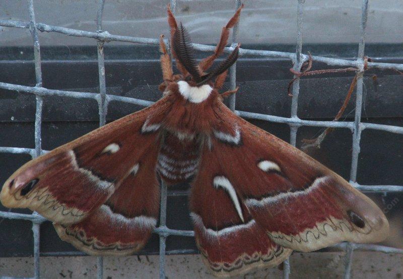 Ceanothus Silk Moth, Hyalophora euryalus