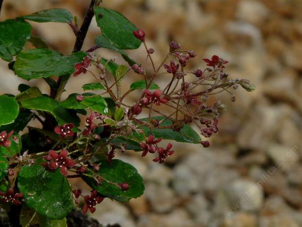 Ribes viburnifolium, Evergreen Currant.