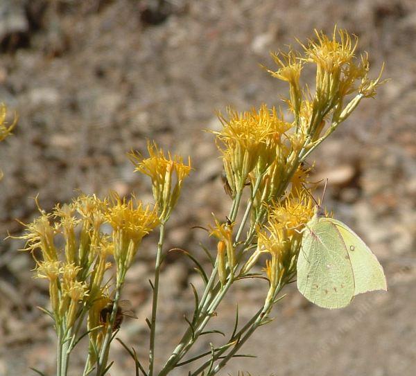 chrysothamnus nauseosus