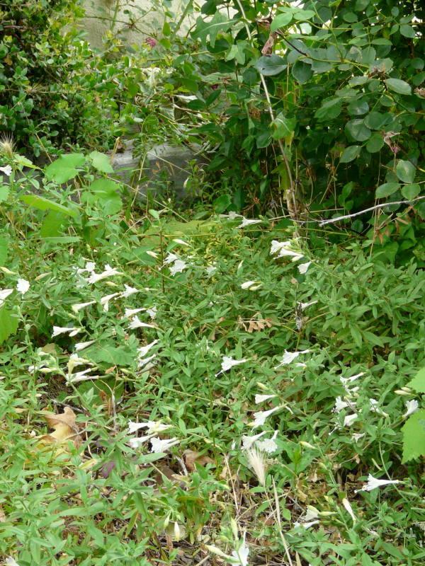 California Fuchsia, Zauschneria or Epilobium