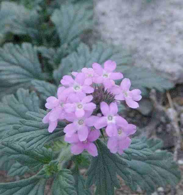 Verbena goodingii, Pink Verbena.