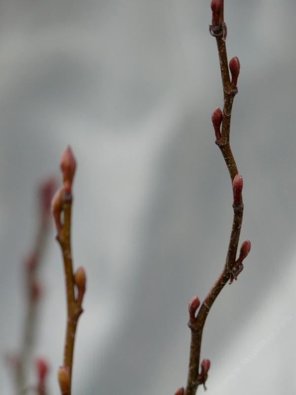 Alnus incana var. tenuifolia, Thinleaf alder.