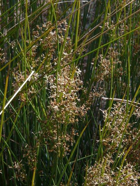 juncus patens size