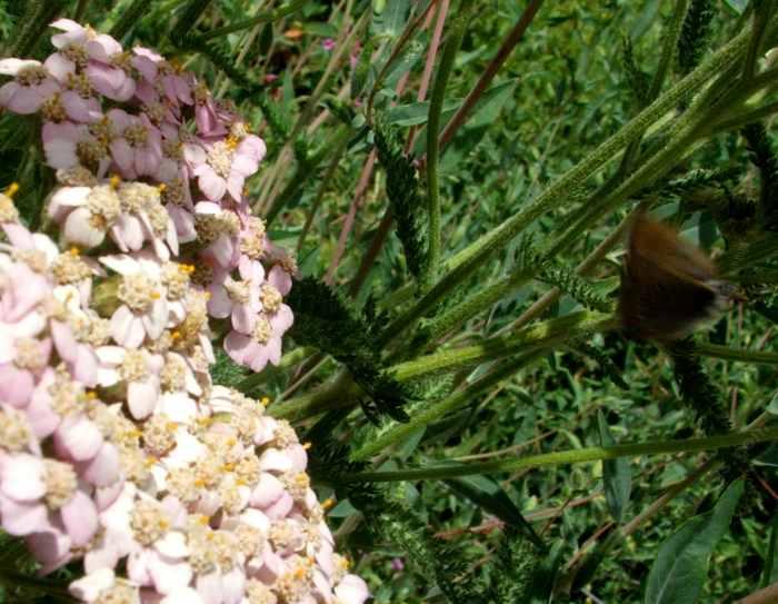 Achillea millefolium var. rosea 'Island Pink', Pink California Yarrow.