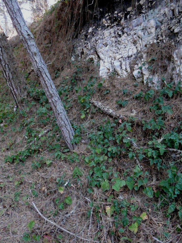 rubus ursinus native range