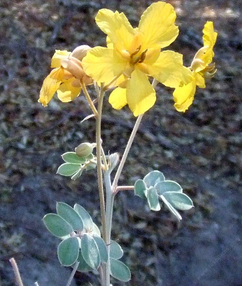 Senna covesii, Coues' cassia.