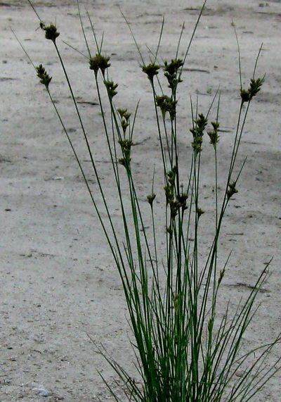Juncus occidentalis, Western Rush.