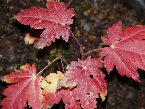 Acer circinatum, Vine Maple.