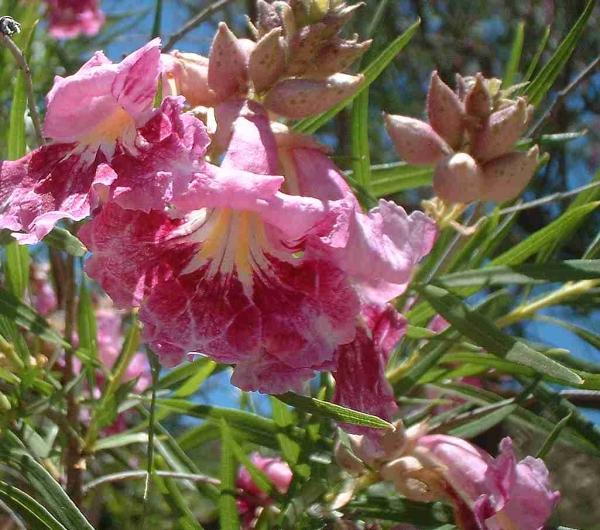 Desert Willow Flower