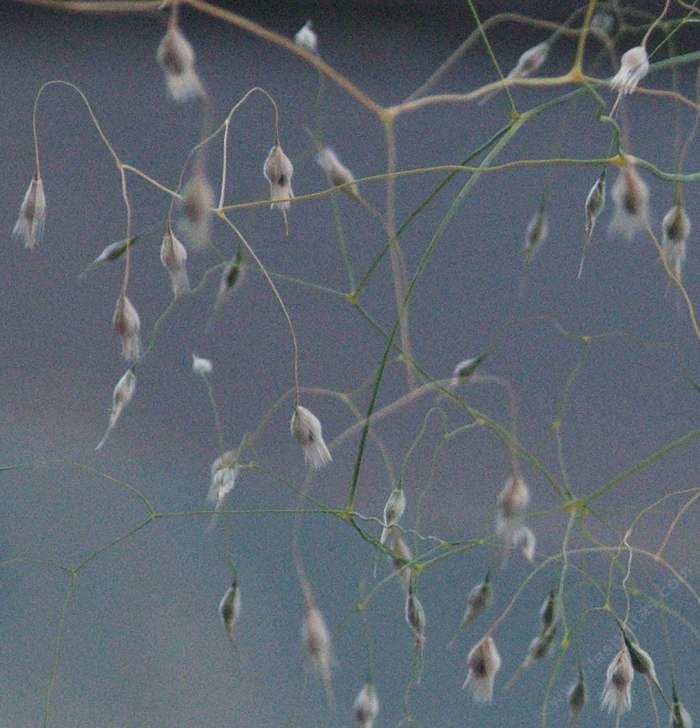 Achnatherum Hymenoides