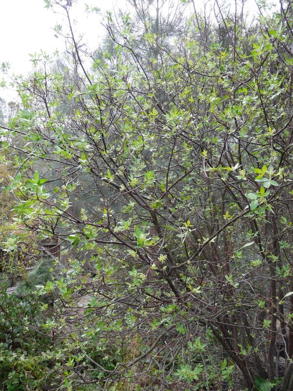Ptelea crenulata, Western Hop tree.