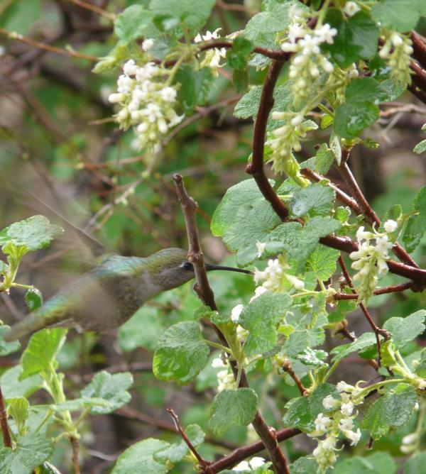 Ribes indecorum, White flowering currant.