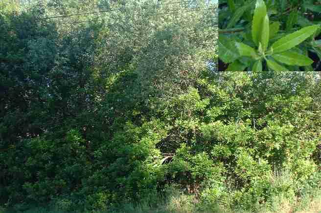 Myrica californica, Pacific Wax Myrtle.