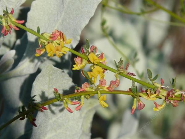 Lotus scoparius, Deerweed.