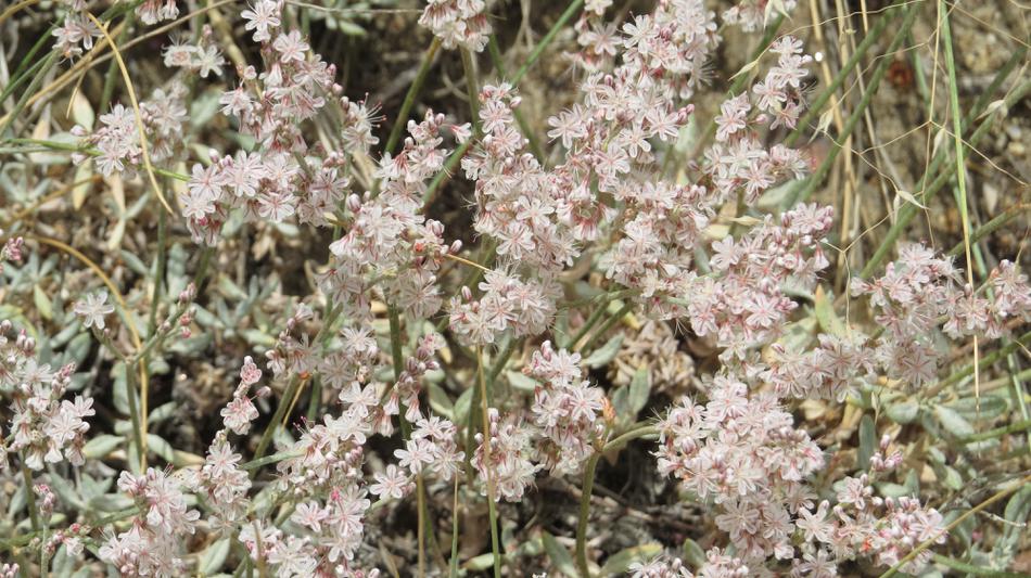 Eriogonum wrightii var. subscaposum, Wright's Buckwheat.