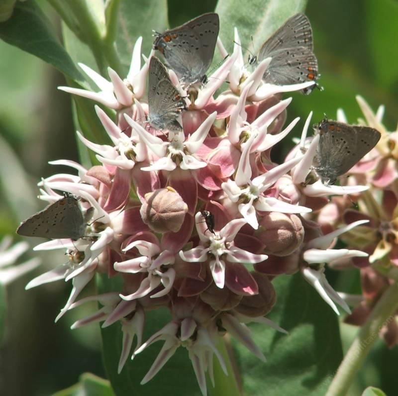Asclepias speciosa, California Showy Milkweed.