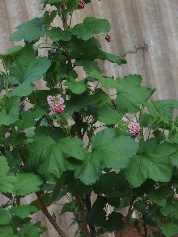 Ribes nevadense, Pink Sierra Currant.