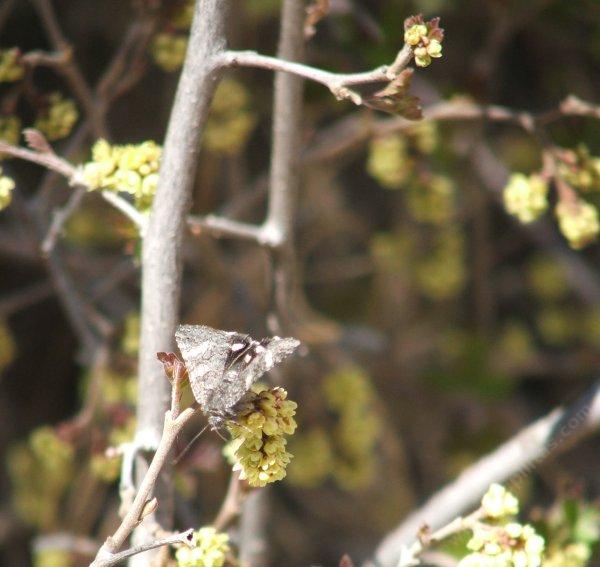 Rhus trilobata, Fragrant Sumac.