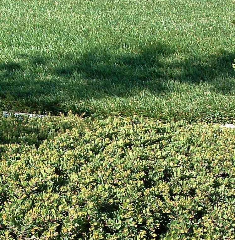 Arctostaphylos 'Emerald Carpet', might as well be a lawn manzanita.