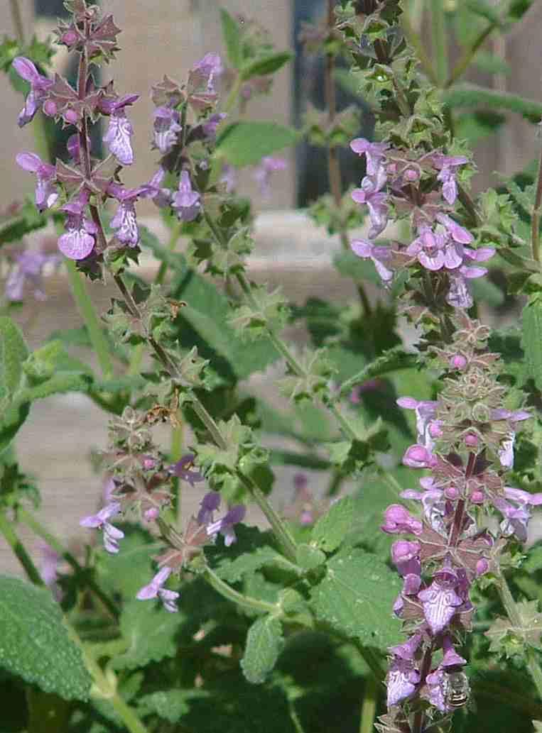 Stachys ajugoides var. rigida, Bugle Hedgenettle.