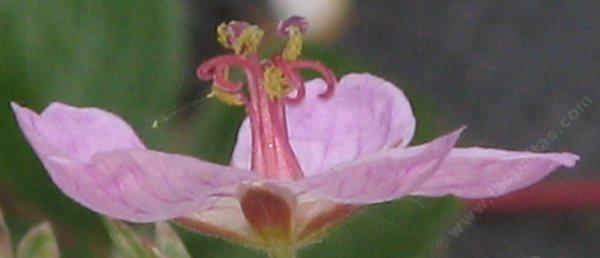 Geranium californicum, California Geranium.