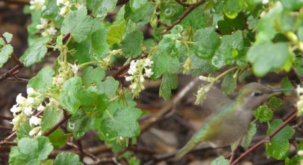 Ribes indecorum, White flowering currant.
