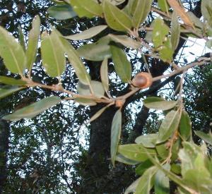 Quercus wislizenii, Interior Live Oak.