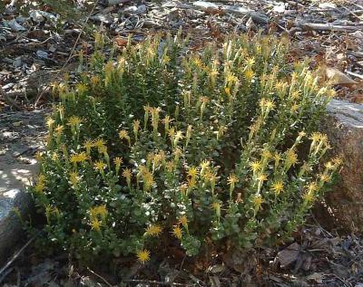 Ericameria cuneata, Wedgeleaf Goldenbush.