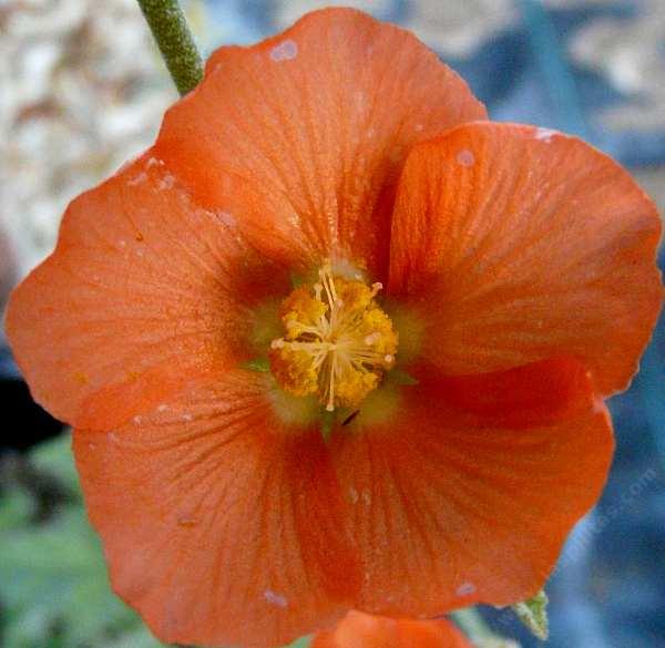 Sphaeralcea ambigua, Desert Mallow.
