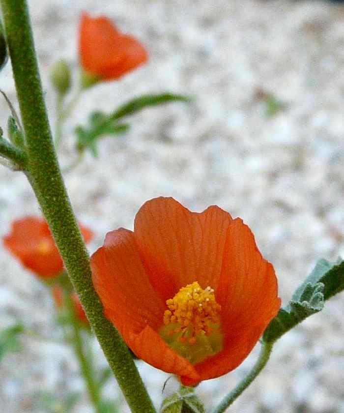 Sphaeralcea grossulariifolia, Gooseberry leaf Globemallow.