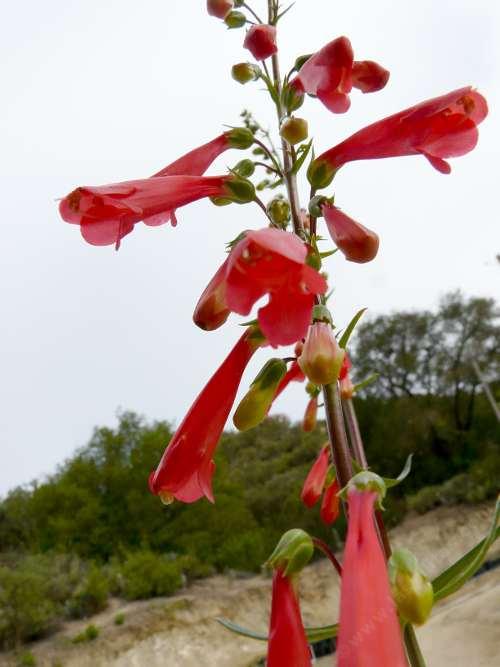 Penstemon eatonii, Firecracker Penstemon.
