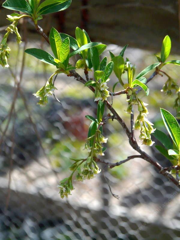 Osmaronia cerasiformis, Oso Berry