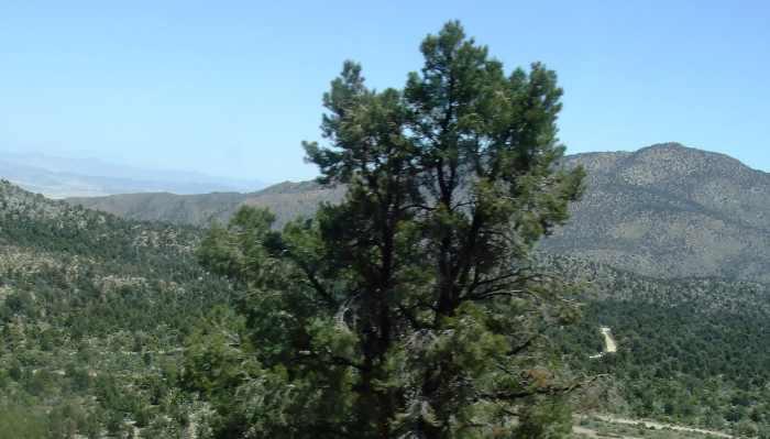 Pinus monophylla, Pinyon Pine.
