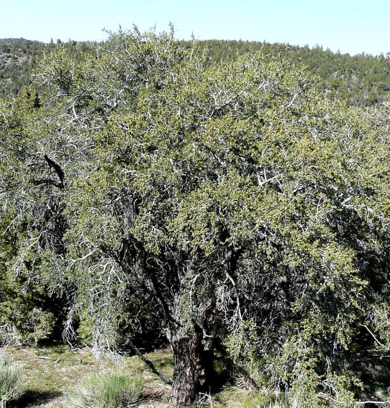 Cercocarpus ledifolius, Desert mountain mahogany.