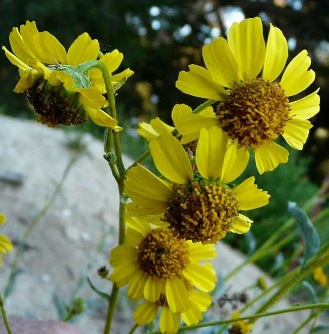 Encelia farinosa, Incienso.